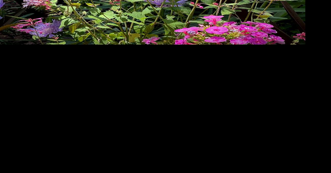 ON GARDENING: Become the maestro of your garden with agastache ...
