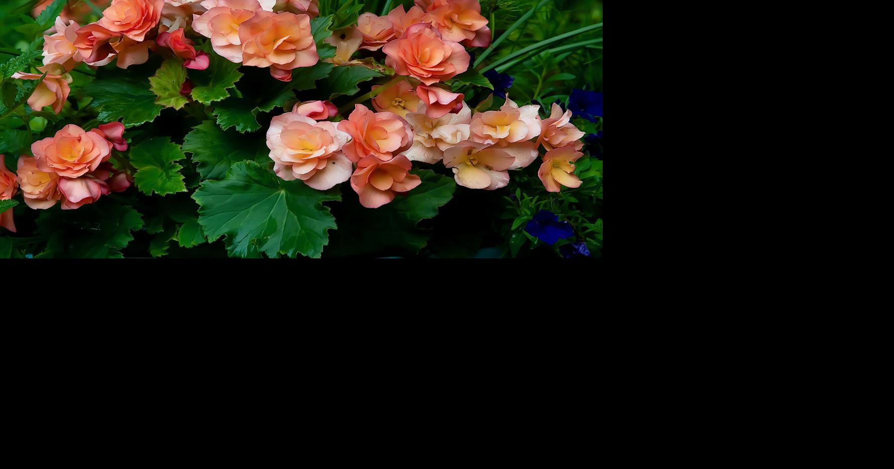 On Gardening: Solenia Apricot begonia is a dream come true ...