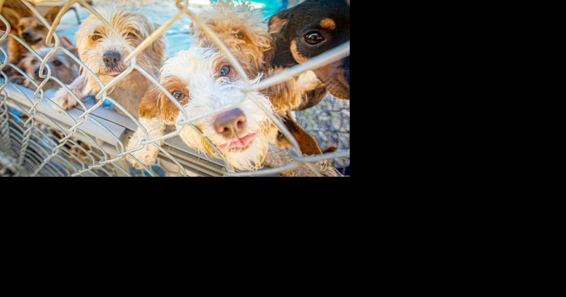 A1 Rail (copy) | | timesdaily.com