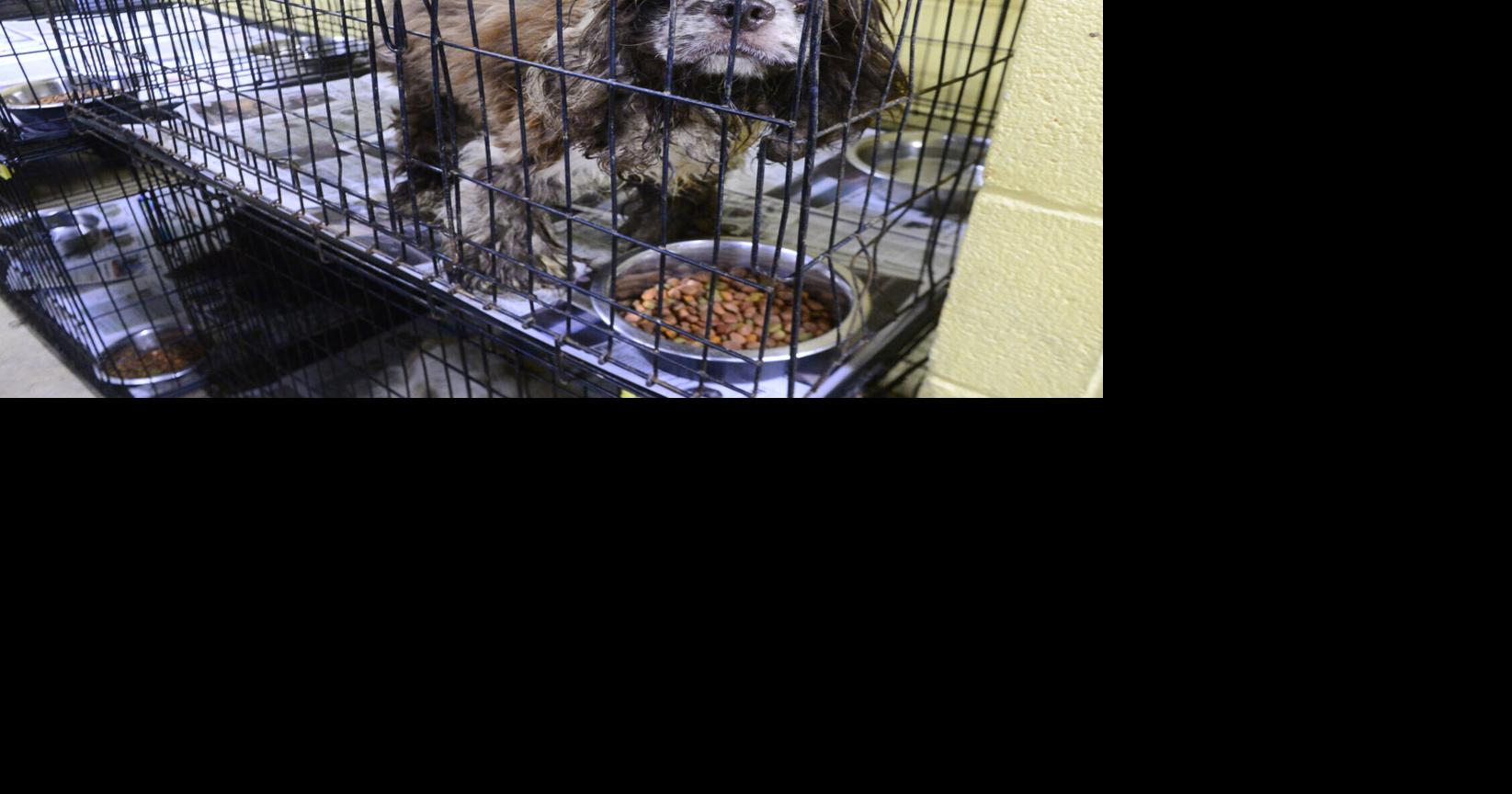 Catledge pleads not guilty to animal cruelty | Local News | timesdaily.com
