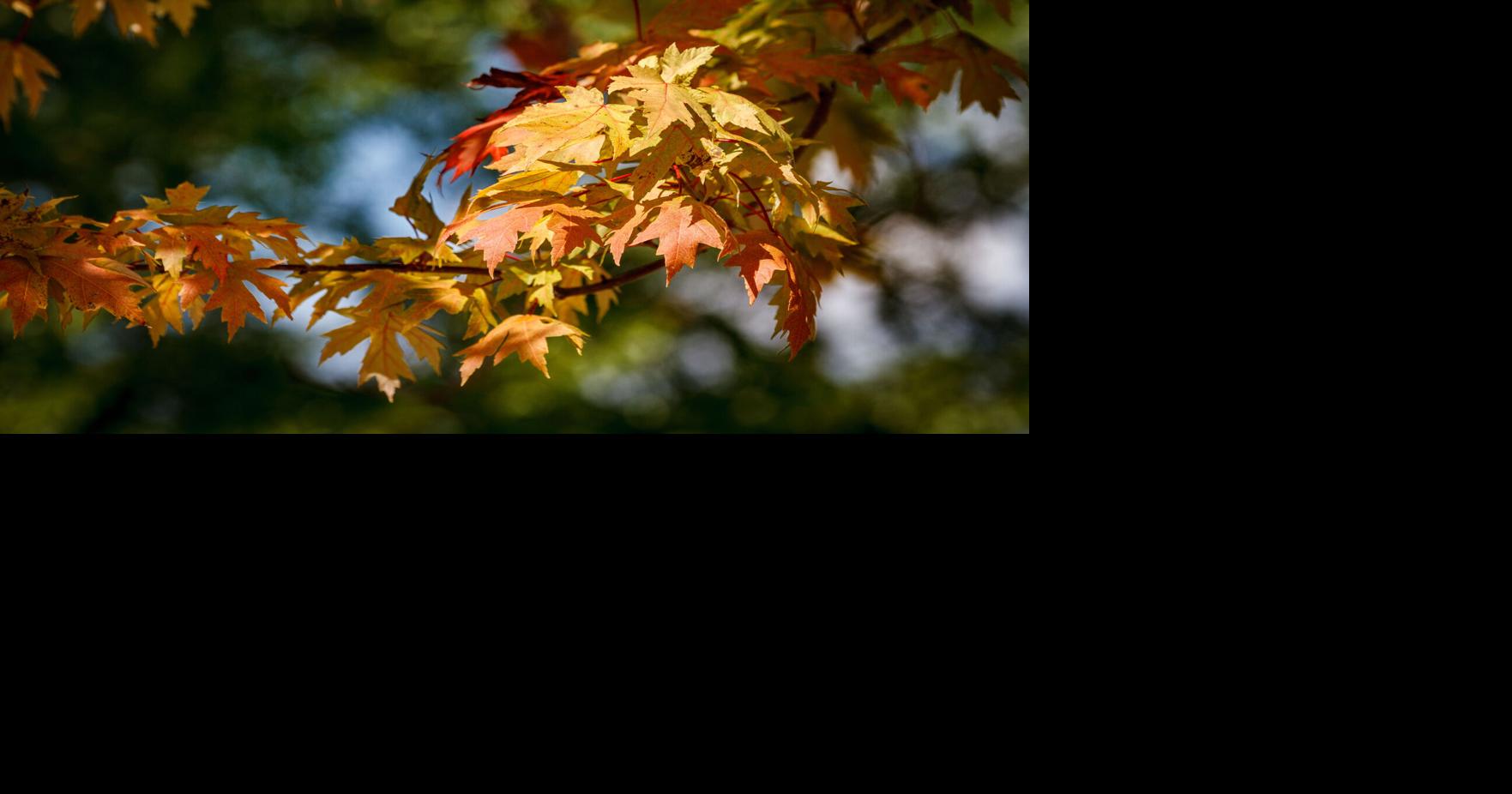 Autumn arrives but temperatures in 90s | Local News | timesdaily.com