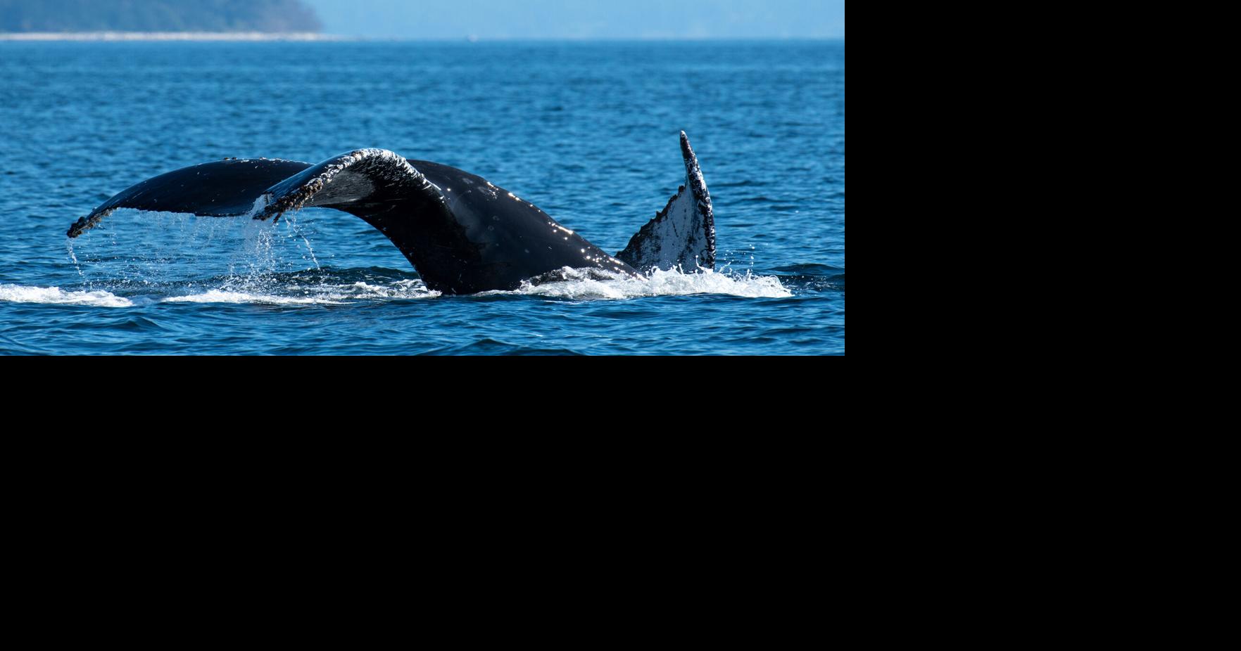 How the humpback whale made a massive comeback in the Salish Sea ...