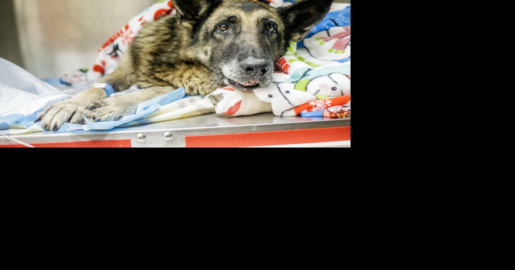 Firefighters, police rescue dog from 300-foot ravine | Local News ...