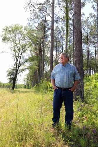 Timber values stagnant as lumber prices soar | State | timesdaily.com