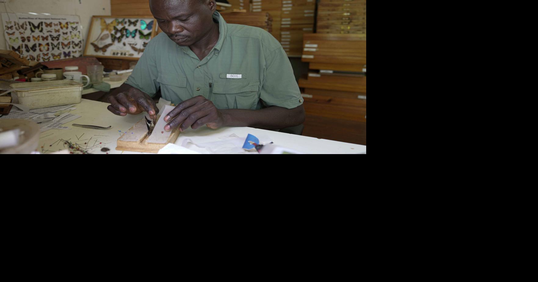 Kenya Butterflies | | timesdaily.com