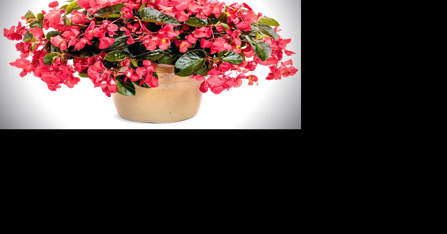 On Gardening: This new Surefire begonia is a floral cascade of red ...