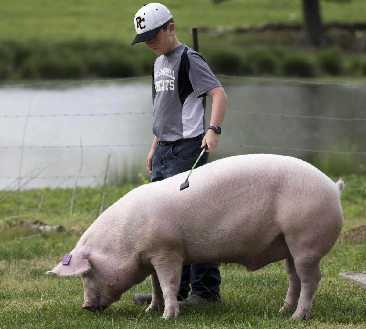 Rhett Jackson raises his pig in the Pig Squeal program | Gallery ...