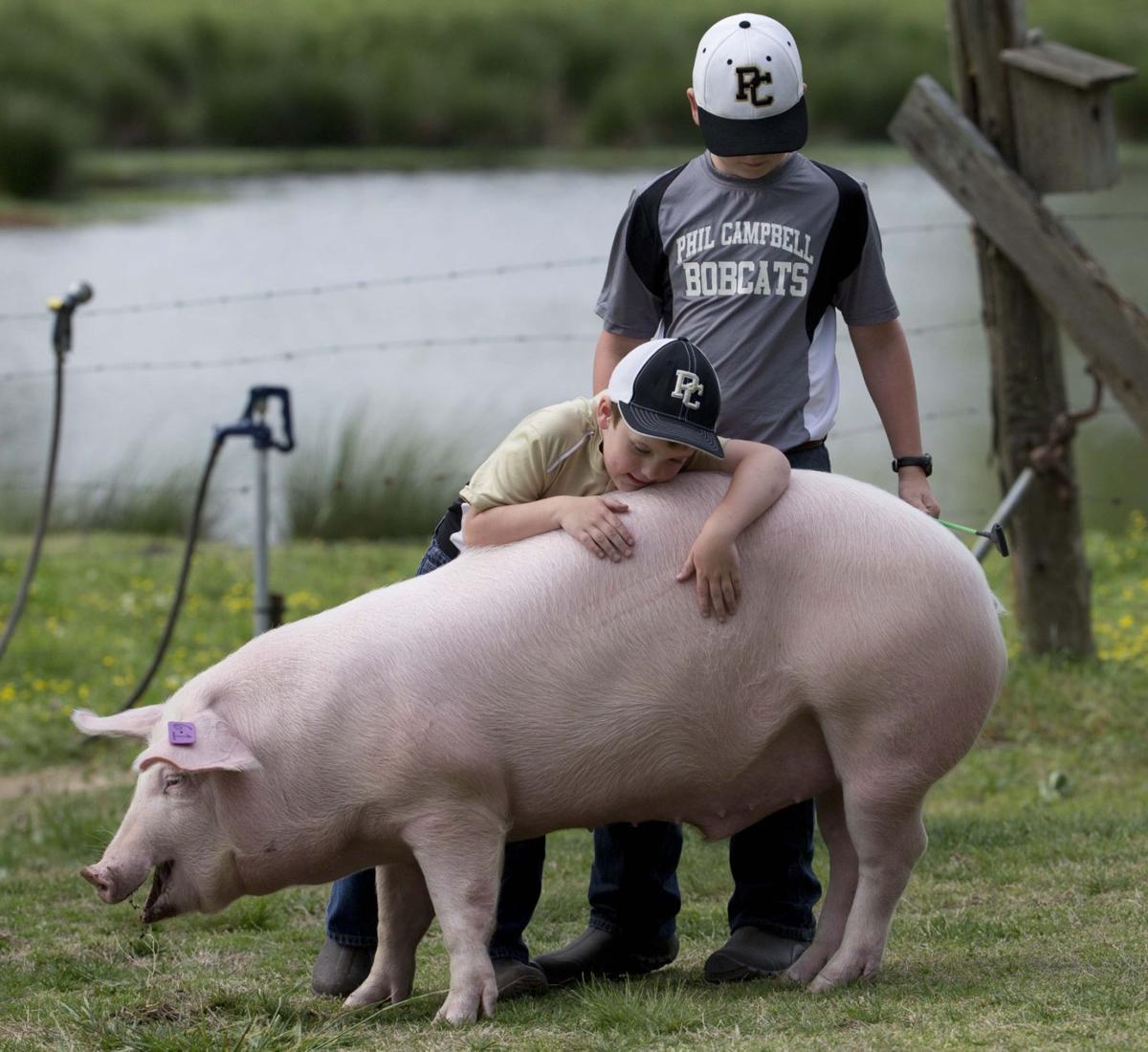 Rhett Jackson raises his pig in the Pig Squeal program | Gallery ...