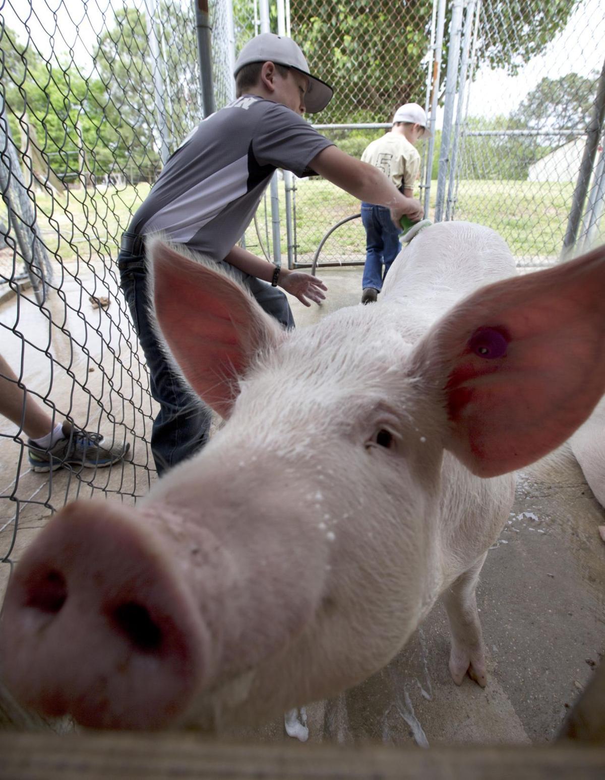 Rhett Jackson raises his pig in the Pig Squeal program | Gallery ...