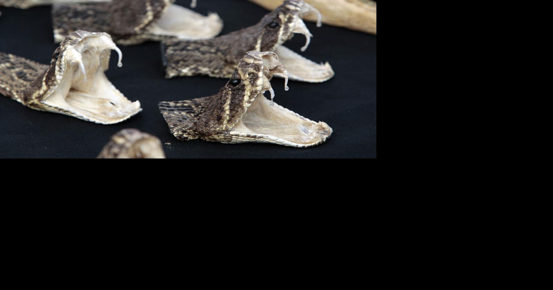 Rattlesnake rodeos take 2 paths, drawing praise and scorn | Nation ...