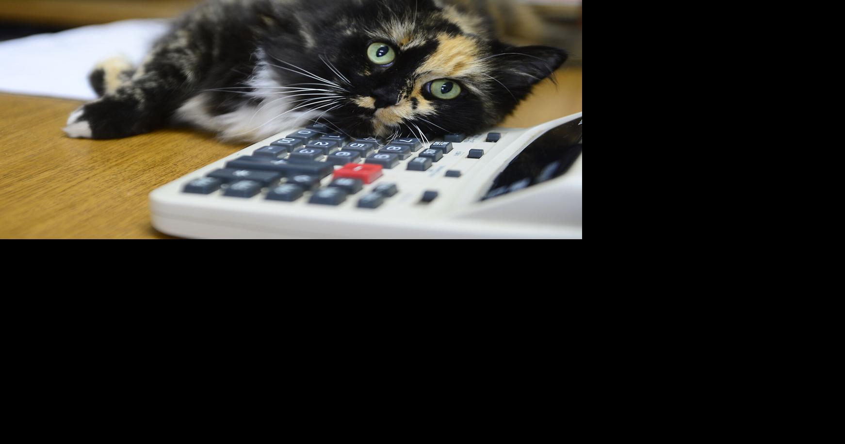 Lilly Beth is the cat's meow at the Oakland Gin Co. | Local News ...