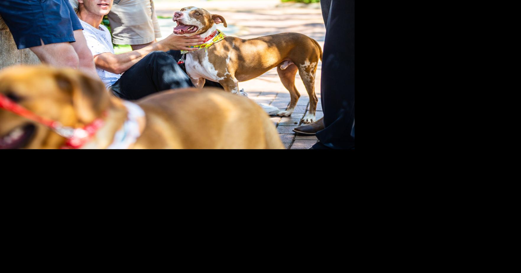 Students, dogs enjoy 'Pikes for Pups' | Local News | timesdaily.com