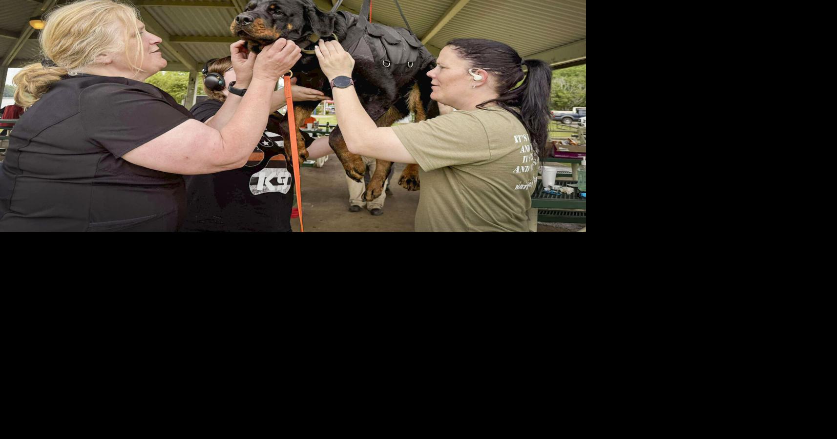 Colbert shelter dog now certified to rescue people | Local News ...