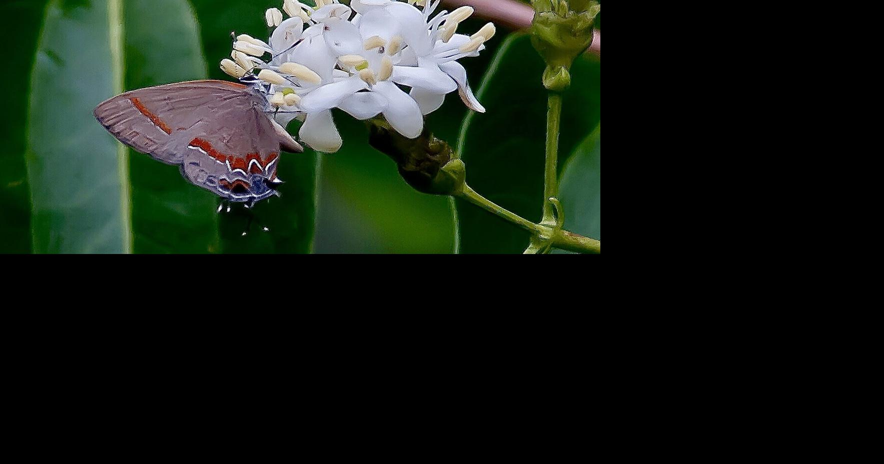 On Gardening: Temple of Bloom is like the tree of life | | timesdaily.com