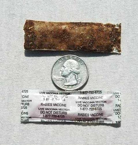 USDA dropping raccoon rabies vaccine in NET from aircraft this month | | timesnews.net