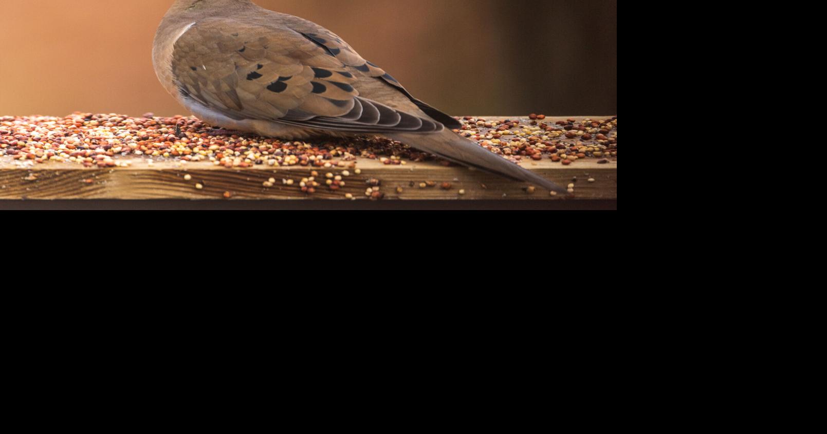 Mourning dove | | timesnews.net