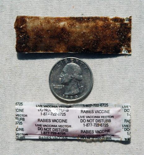 Rocky Raccoon checked in to find free rabies vaccine | News | timesnews.net