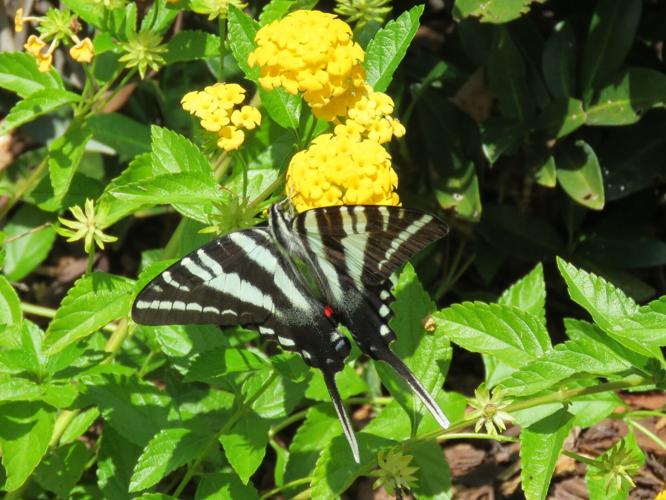 Photos: Butterflies | Living | timesnews.net