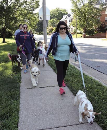 Webster Groves Community Dog Walk 2024 | Webster Kirkwood Times ...