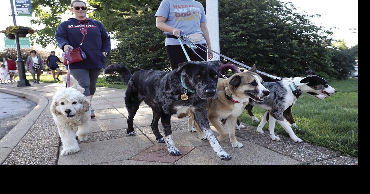 Webster Groves Community Dog Walk 2024 | Webster Kirkwood Times ...