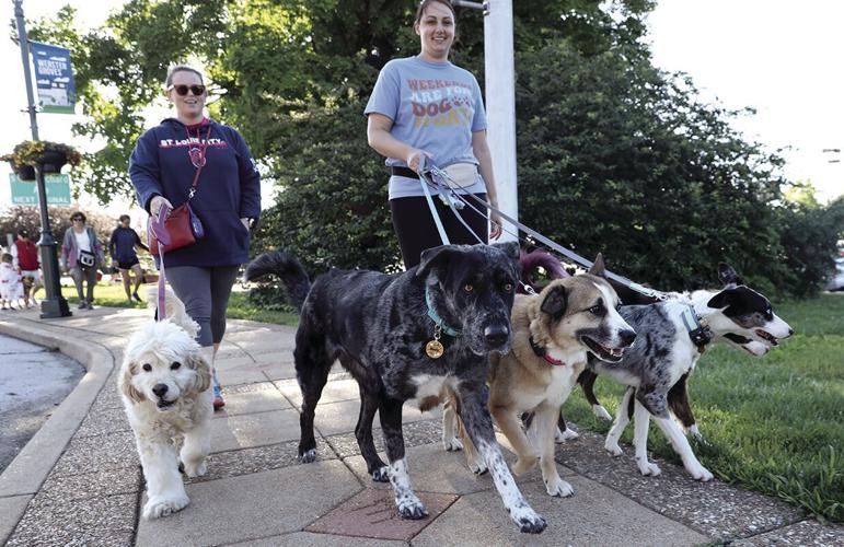 Webster Groves Community Dog Walk 2024 | Webster Kirkwood Times ...