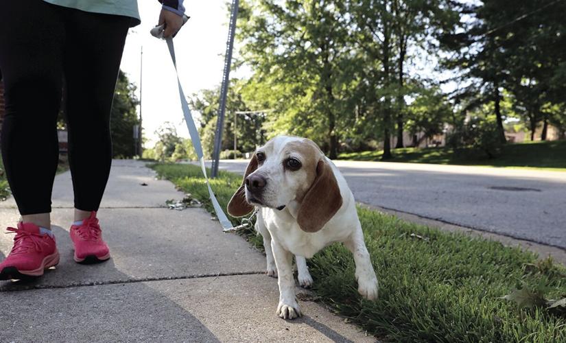 Webster Groves Community Dog Walk 2024 | Webster Kirkwood Times ...