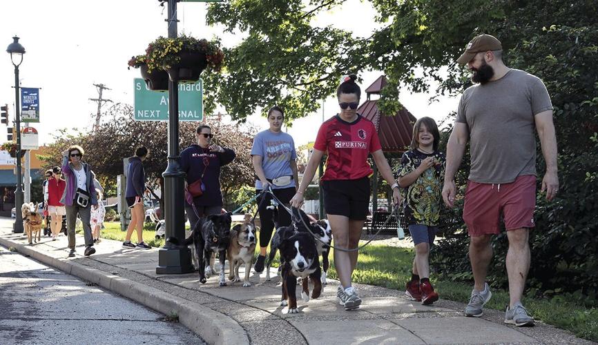 Webster Groves Community Dog Walk 2024 | Webster Kirkwood Times ...