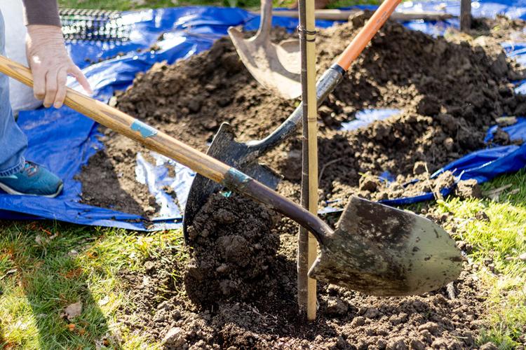 50 Trees Group Plants 1000th Tree | Webster Kirkwood Times ...