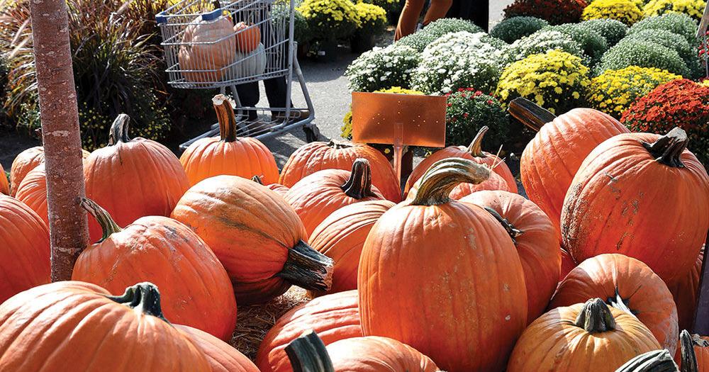 Plenty Of Pumpkins At Kirkwood Farmers’ Market | Webster Kirkwood Times ...