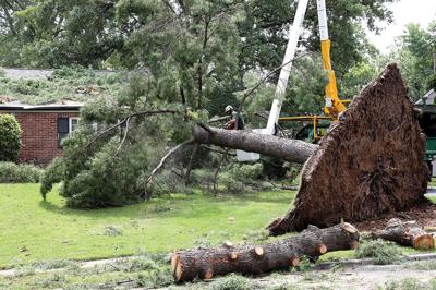 “Putting thought into what kind of trees we plant” | Webster Kirkwood ...