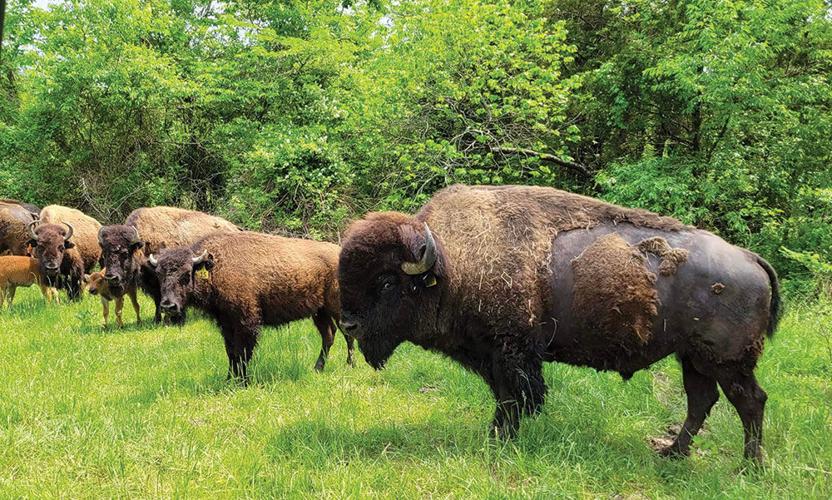 Klondike Bison & Bee | Webster Kirkwood Times | timesnewspapers.com