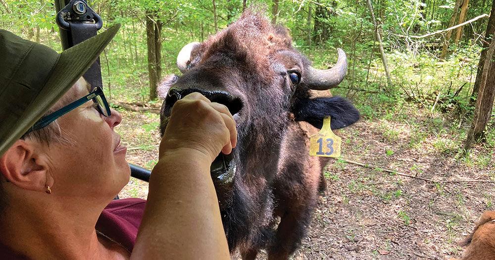 Klondike Bison & Bee | Webster Kirkwood Times | timesnewspapers.com