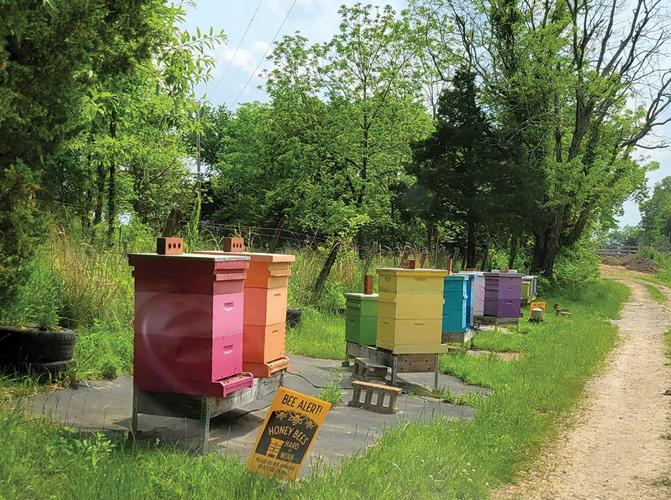 Klondike Bison & Bee | Webster Kirkwood Times | timesnewspapers.com