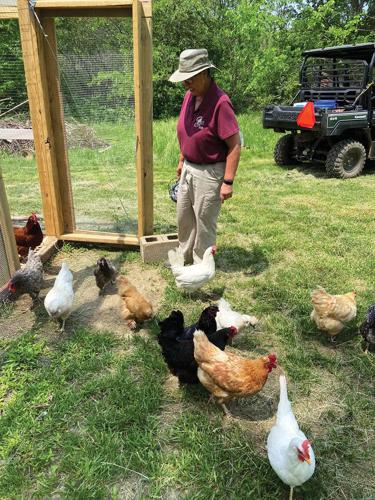 Klondike Bison & Bee | Webster Kirkwood Times | timesnewspapers.com