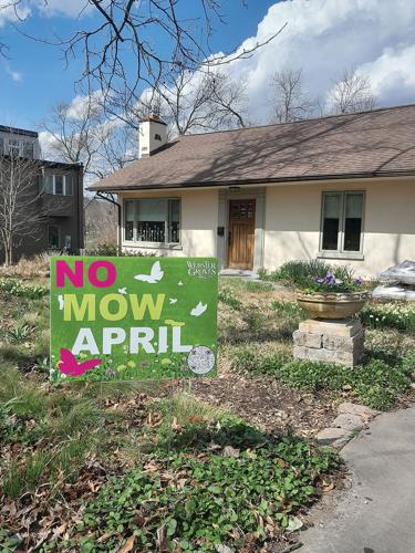 “No Mow April” | Webster Kirkwood Times | timesnewspapers.com