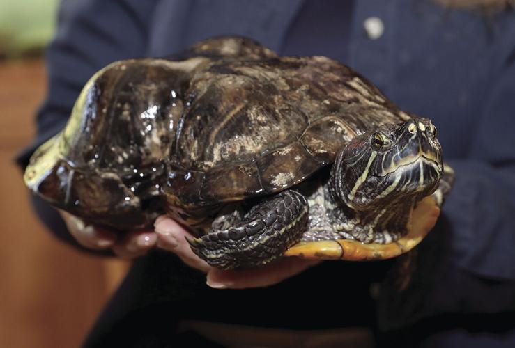 Peanut The Turtle “Shell-ebrates” 38th Birthday | Webster Kirkwood ...