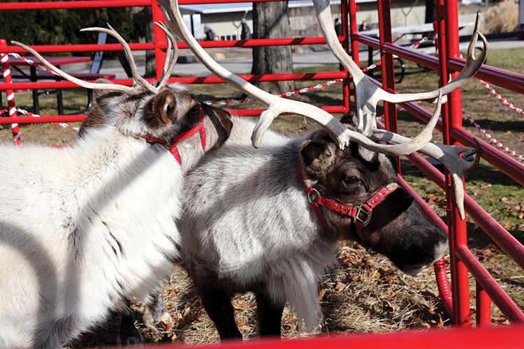 Reindeer Arrive At Museum Of Transportation | Webster Kirkwood Times ...