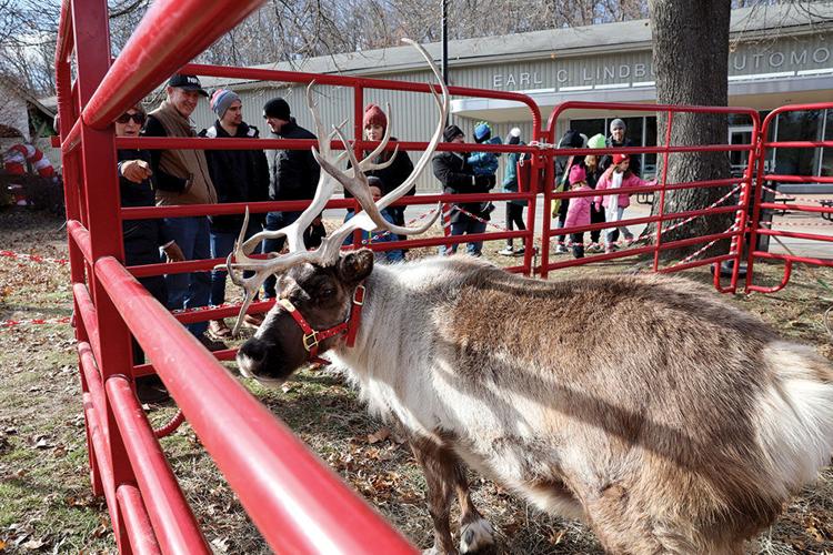 Reindeer Arrive At Museum Of Transportation | Webster Kirkwood Times ...
