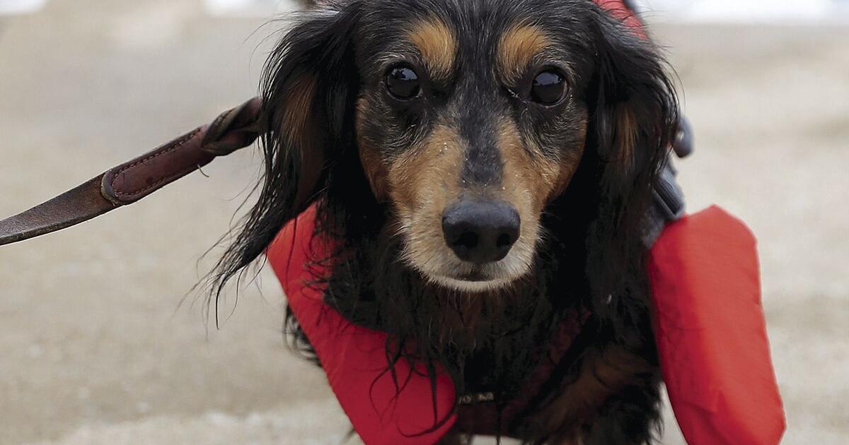 Dog Days of Summer | Webster Kirkwood Times | timesnewspapers.com