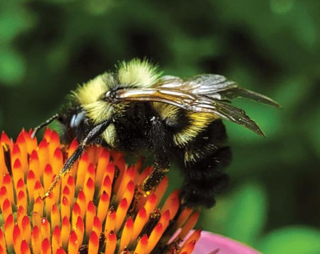 Wild Bee In Her Bonnet? | Webster Kirkwood Times | timesnewspapers.com