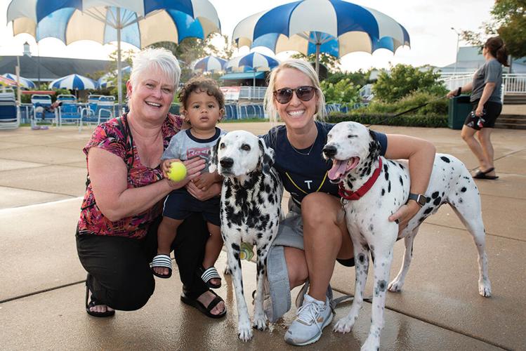 Pups Enjoy A Kirkwood Pool Party | Webster Kirkwood Times ...