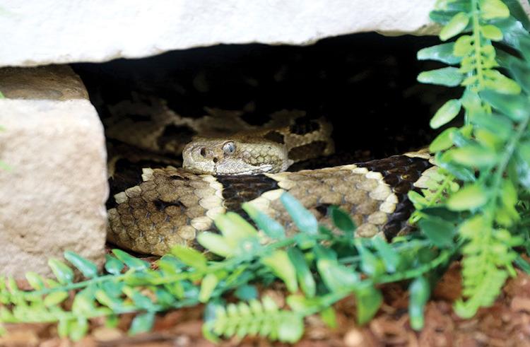 Powder Valley Conservation Nature Center: | Webster Kirkwood Times ...