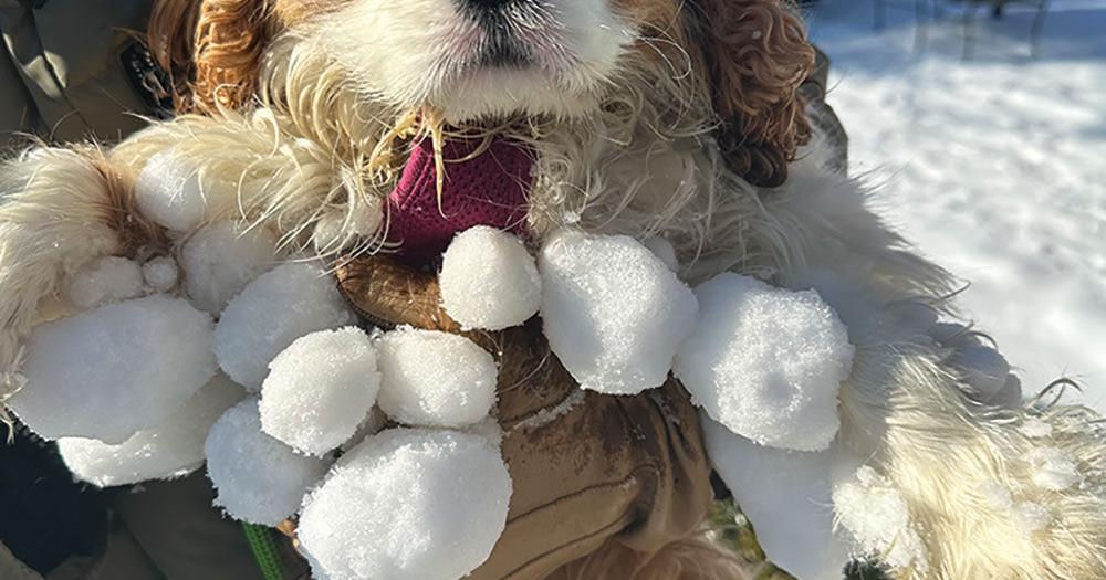 A True Snow Bunny | Webster Kirkwood Times | timesnewspapers.com