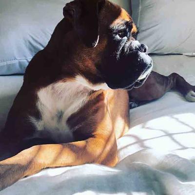 CC Kaplan | Webster Kirkwood Times | timesnewspapers.com