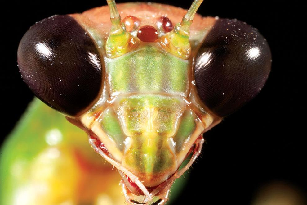 Invasive Praying Mantis? | Webster Kirkwood Times | timesnewspapers.com