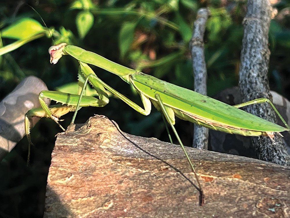 Invasive Praying Mantis? | Webster Kirkwood Times | timesnewspapers.com