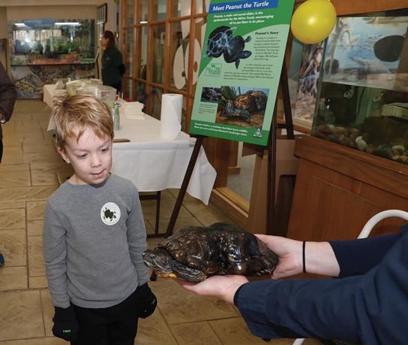 Peanut The Turtle “Shell-ebrates” 38th Birthday | Webster Kirkwood ...