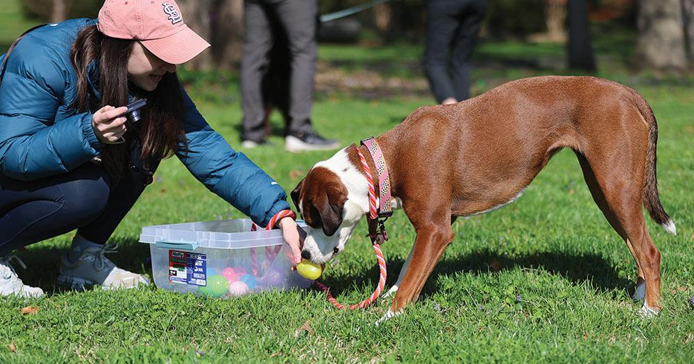 Dog Egg Hunt In Webster Groves | Webster Kirkwood Times ...