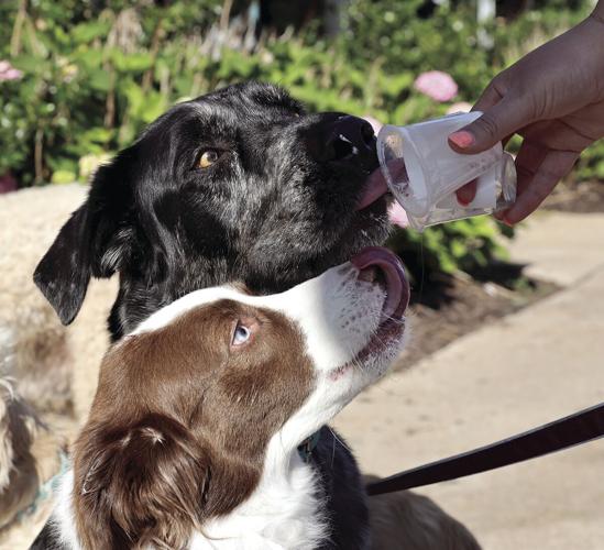 Webster Groves Community Dog Walk 2024 | Webster Kirkwood Times ...