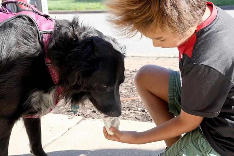 Webster Groves Community Dog Walk 2024 | Webster Kirkwood Times ...